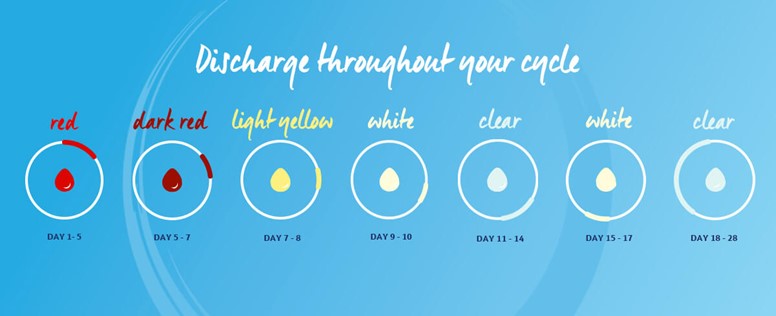 Menstrual Cycle Phases Discharge